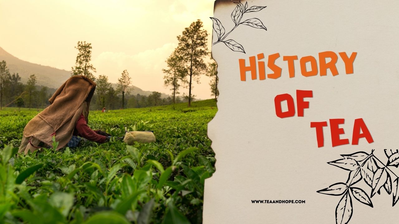 The Fascinating History of Tea: From Legends to Today