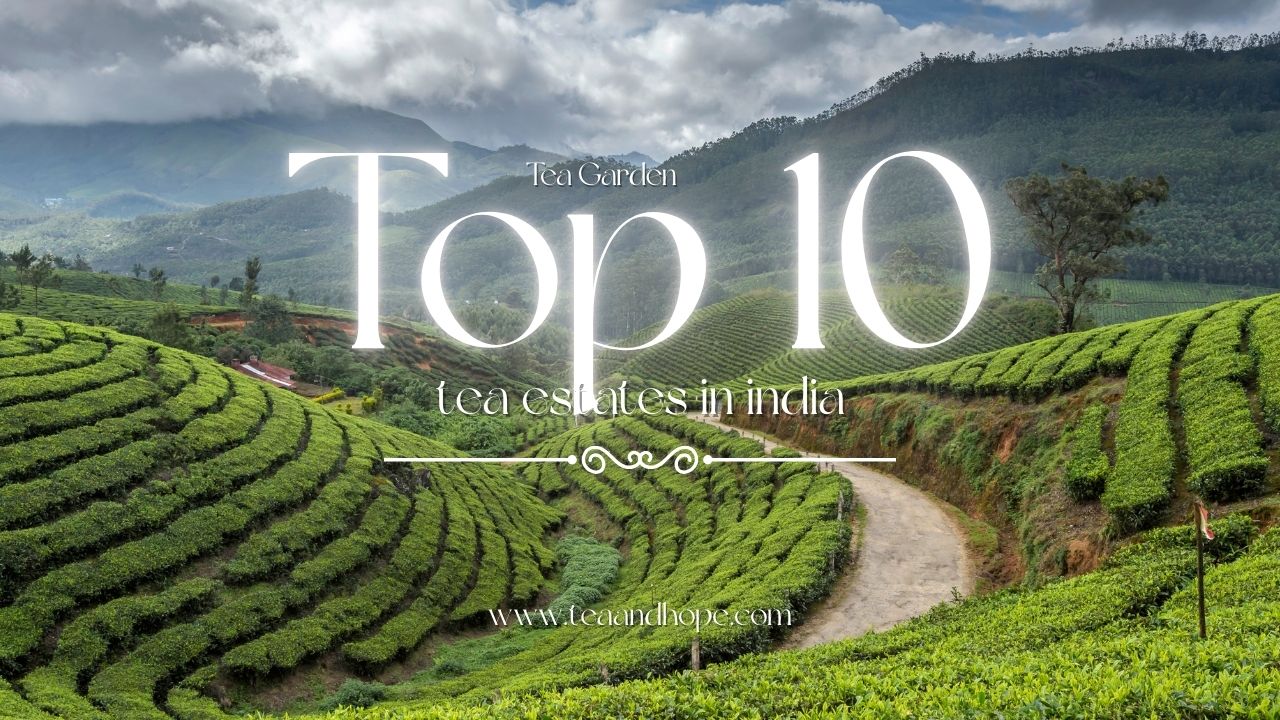 Top 10 Tea Estates in India: Best Tea Gardens to Visit