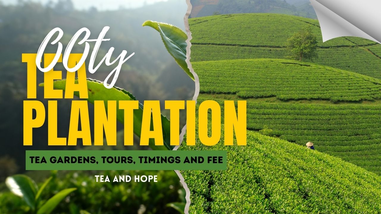 Ooty Tea Plantation: Tea Gardens, Entry Fee, Tours & Timings
